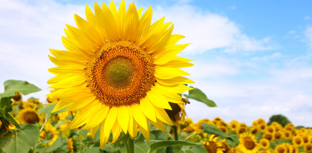 Flower Recognizer Computer Vision